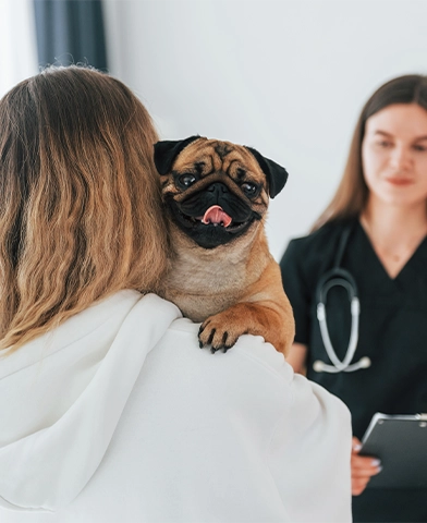 The Power Of Animal Therapy For Mental Health - Indiana Center for Recovery